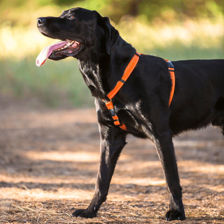 ROGZ UTILITY CLASSIC HARNESS – Pet O' Treats